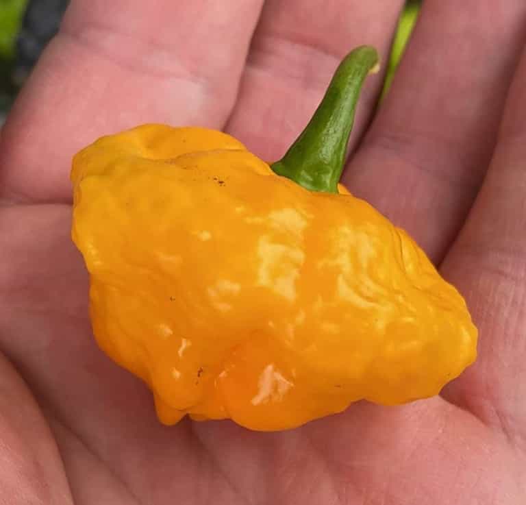 Scotch Brains Pepper Premium Seed Packet Yellow Bonnet - Buy Online ...
