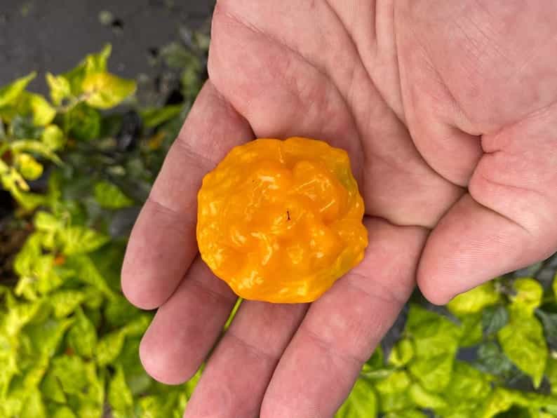 Scotch Brains Pepper Premium Seed Packet Yellow Bonnet - Buy Online ...