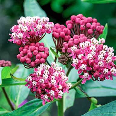 Soulmate Swamp Milkweed Butterfly Weed Asclepias incarnata Premium Seed ...