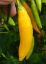 Aji Amarillo Yellow Peruvian Chili Heirloom Pepper Premium Seed Packet ...