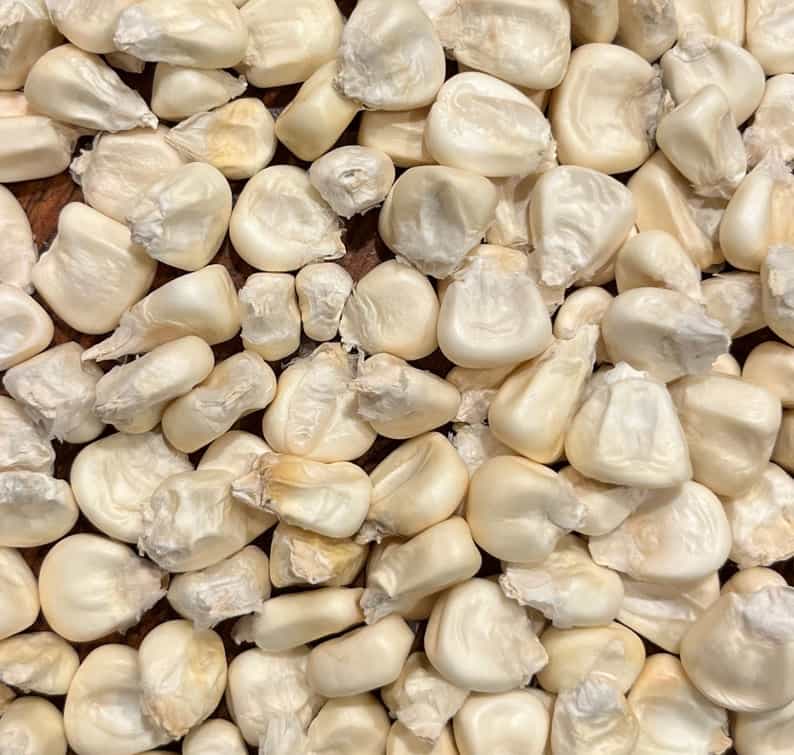 Cacahuazintle White Corn Masa Pozole Tamale Maize 20 Seed Pack - Buy ...