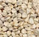Cacahuazintle White Corn Masa Pozole Tamale Maize 20 Seed Pack - Buy ...