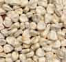 Cacahuazintle White Corn Masa Pozole Tamale Maize 20 Seed Pack - Buy ...
