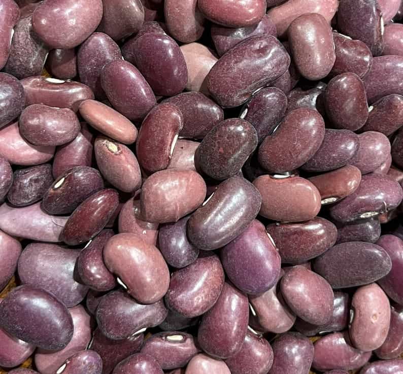 Ayocote Morado Bean Heirloom Seed Packet - Buy Online | Foraged