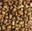 Bayo Beans Frijoles de Olla II Heirloom Seed Packet - Buy Online | Foraged