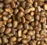 Bayo Beans Frijoles de Olla II Heirloom Seed Packet - Buy Online | Foraged
