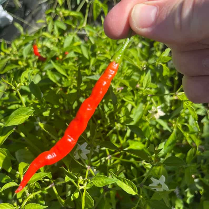 Himo Togarashi Japanese Sweet String Chile Pepper Premium Seed Packet - Buy Online | Foraged