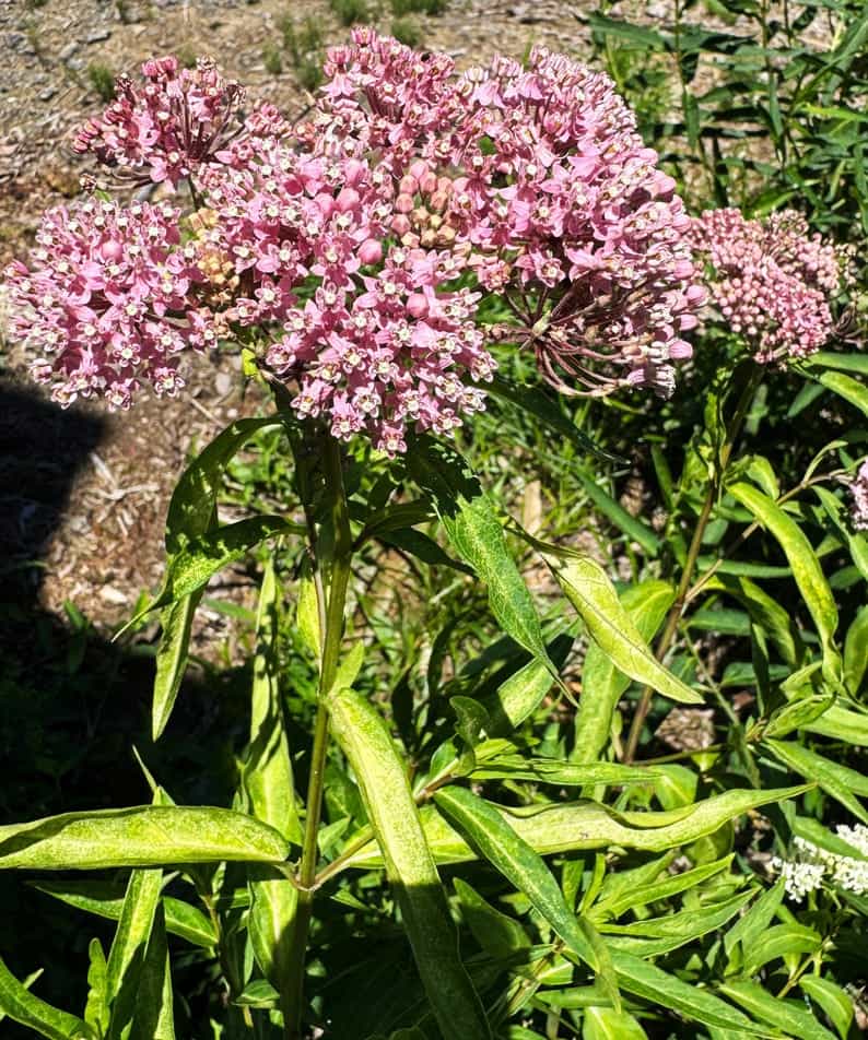Cinderella Pink Swamp Milkweed Butterfly Weed Asclepias incarnata ...