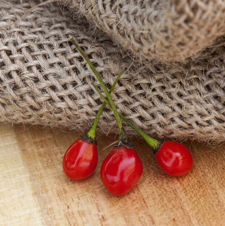 Texas Chiltepin Heirloom Pepper Premium Seed Packet - Buy Online | Foraged