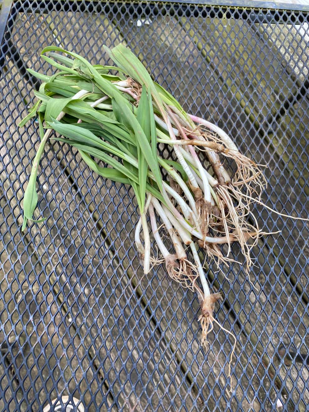 Ohio's Finest: Freshly Foraged Ramps - Buy Online | Foraged