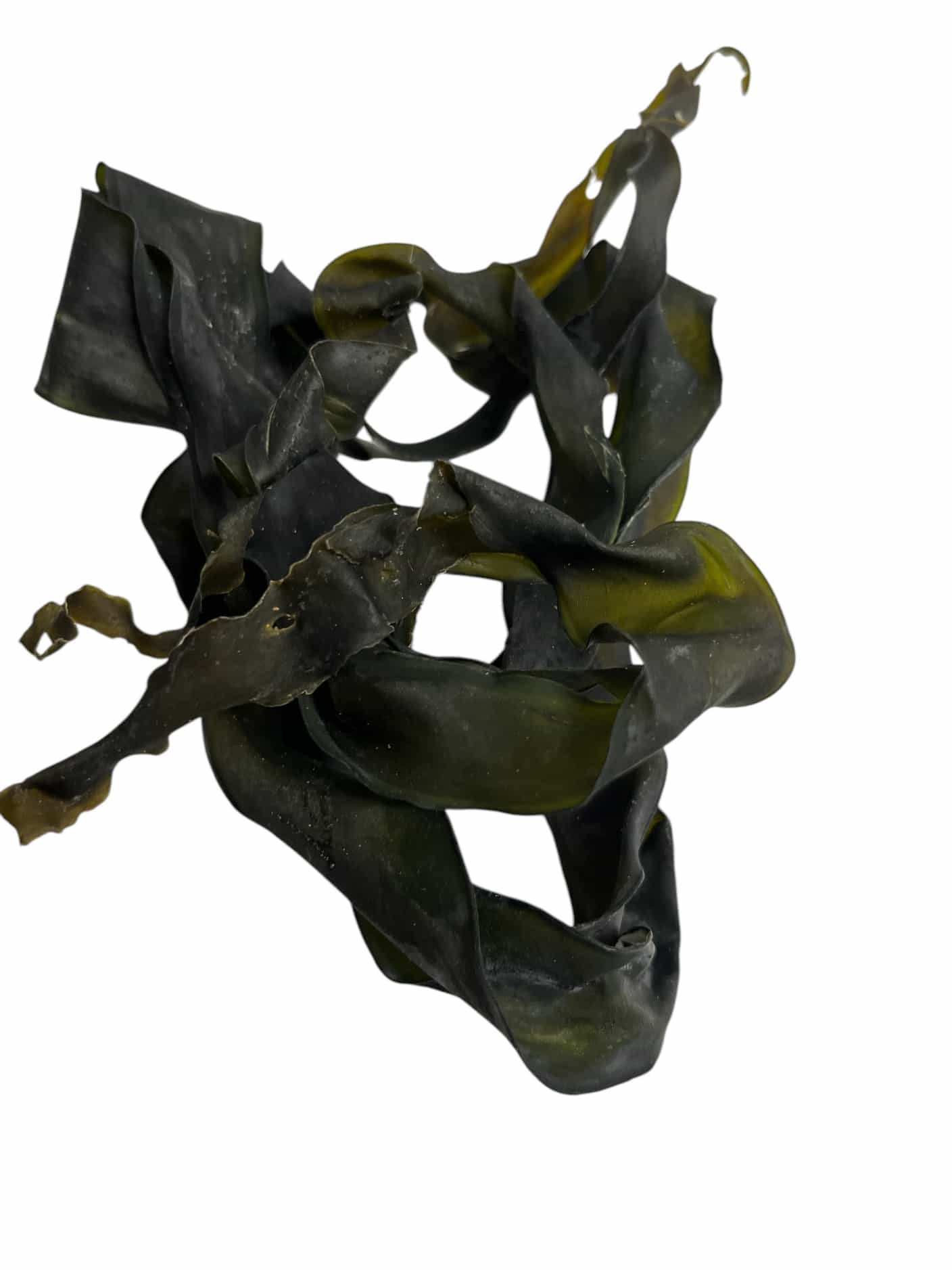 Kombu Kelp - Buy Online | Foraged