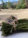 1 lb Wild Foraged Fresh Cut California Mormon Tea (Brigham, Indian Tea ...