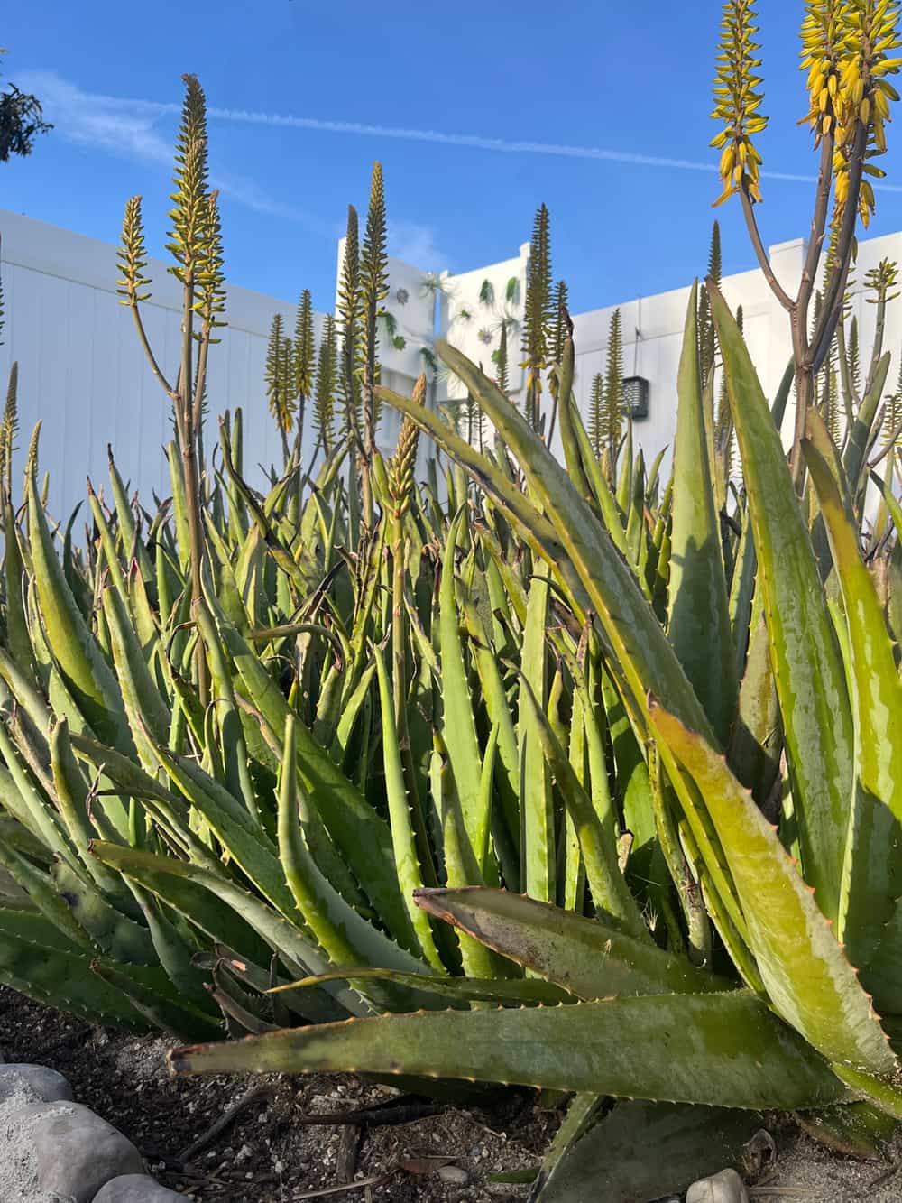Pure, organic, Barbadensis Aloe Vera Leaves - Foraged