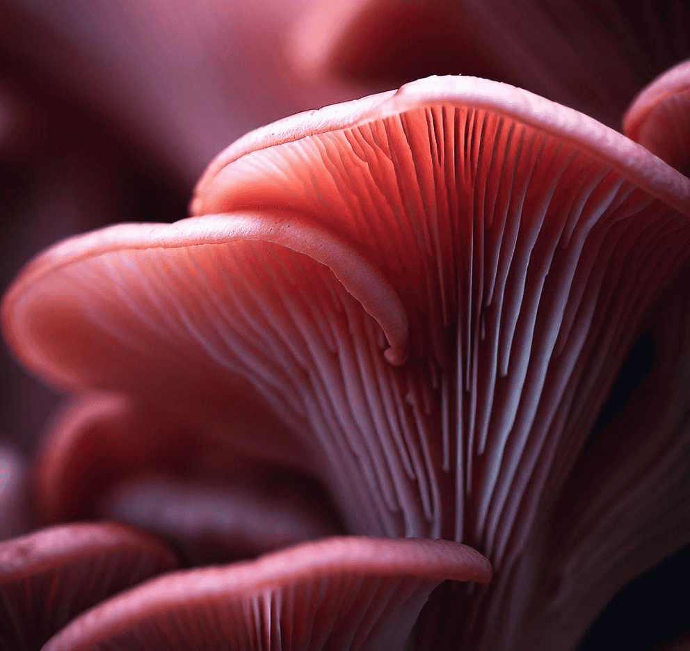 Pink Oyster (Pleurotus Djamor) Mushroom 3-lbs Grain Spawn -TOP GENETICS ...