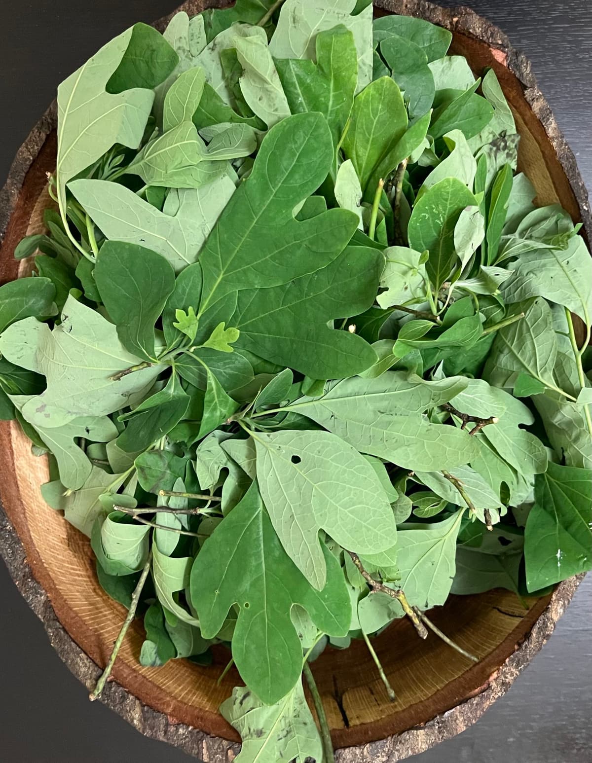 Young Sassafras Leaves & Stems - Buy Online | Foraged