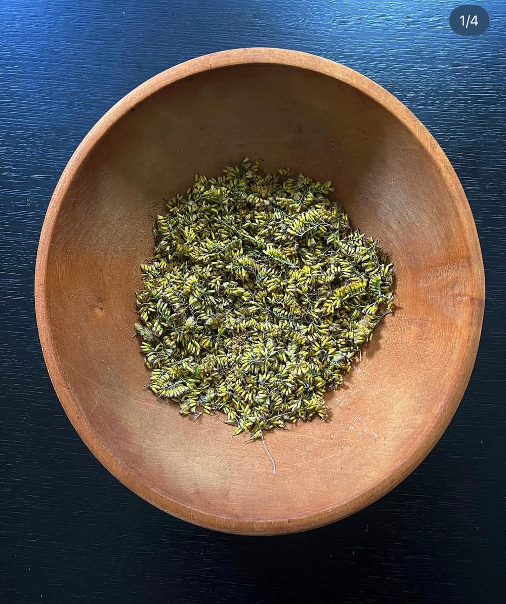 Goldenrod, Wild Dried Flowers - Buy Online | Foraged
