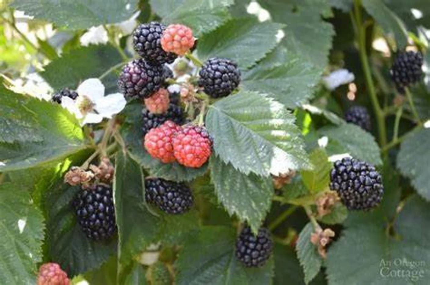 1 Triple Crown Thornless Blackberry Plant - Buy Online | Foraged