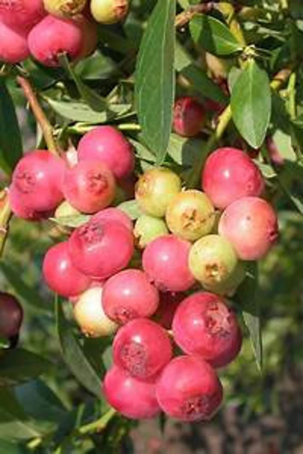 Lemonade Berry Rhus integrifolia Plant - Buy Online | Foraged