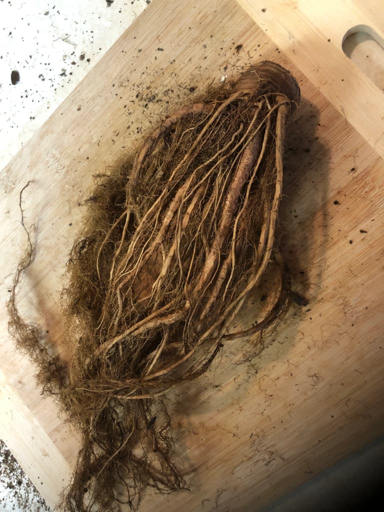 angelica root- home grown, dried + tinctured - Buy Online | Foraged