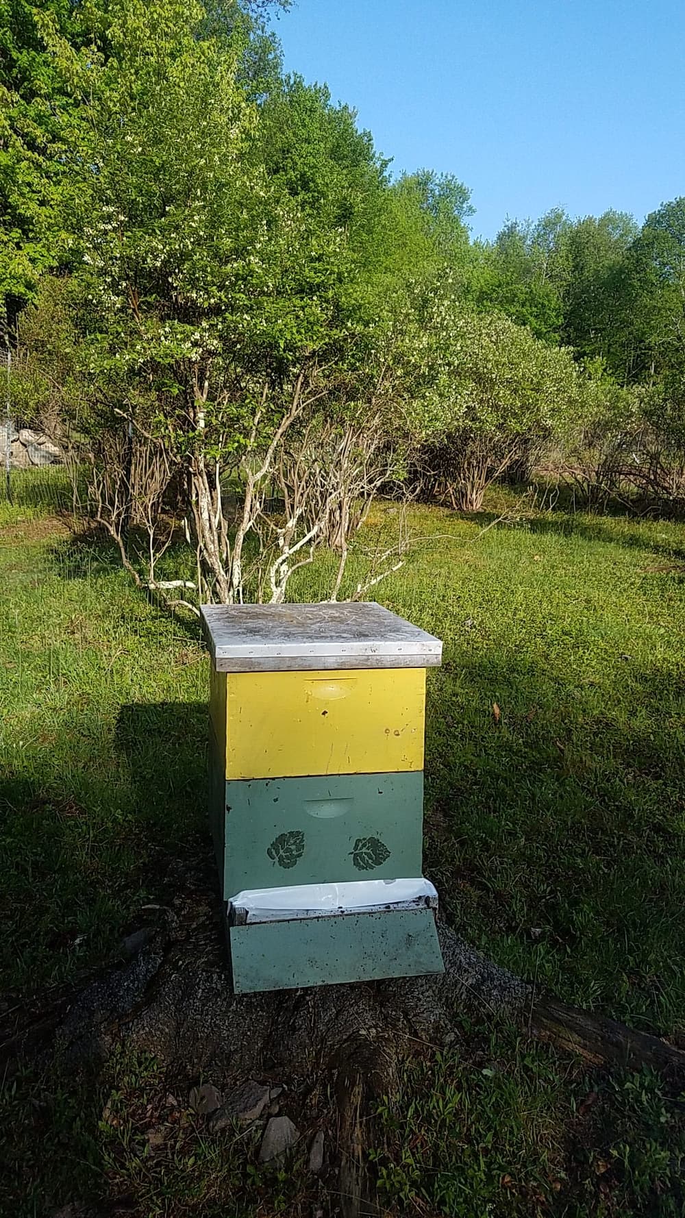 Catskill Blueberry Forest wildflower honey jar 1.5lb - Buy Online | Foraged