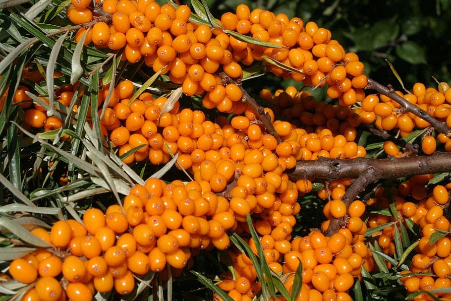 Fresh Frozen Wild Sea Buckthorn Berries - Buy Online | Foraged