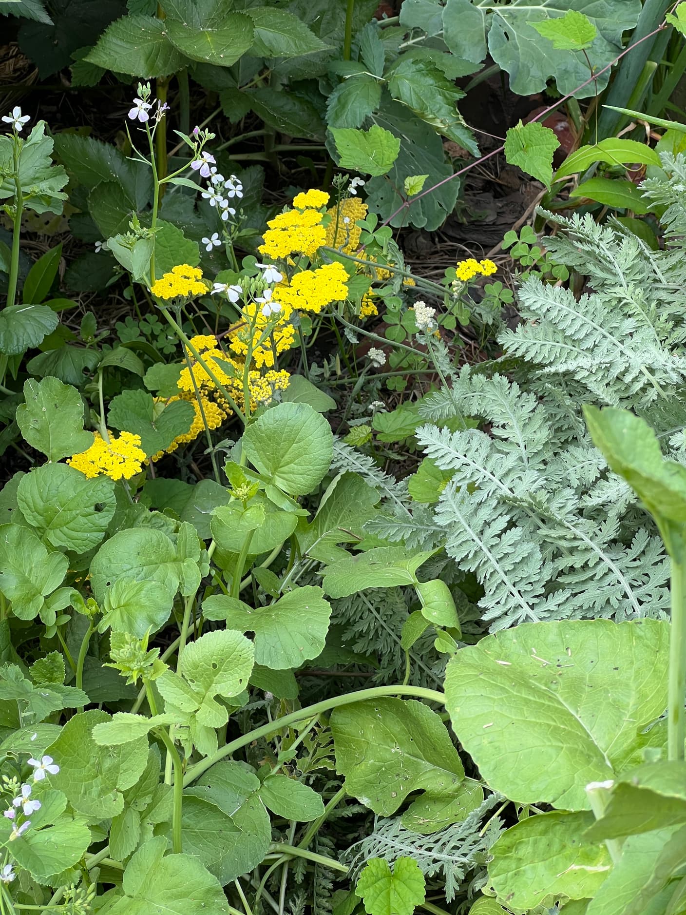 Yarrow Flower - *Fresh or Dried - Buy Online | Foraged