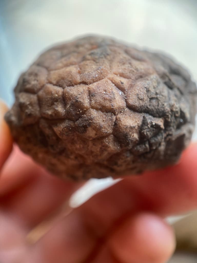 Organic Imaia Gigantea Truffle Butter - Native USA Truffle- Dog ...