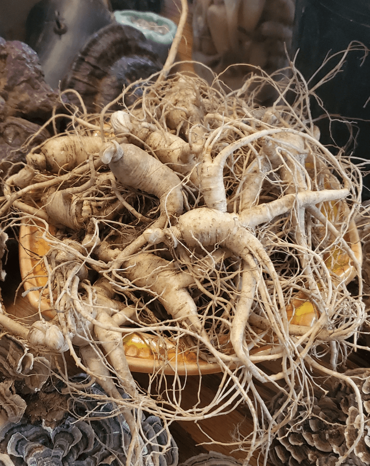 North American Ginseng Root Whole Dry (powdered on request) Native ...