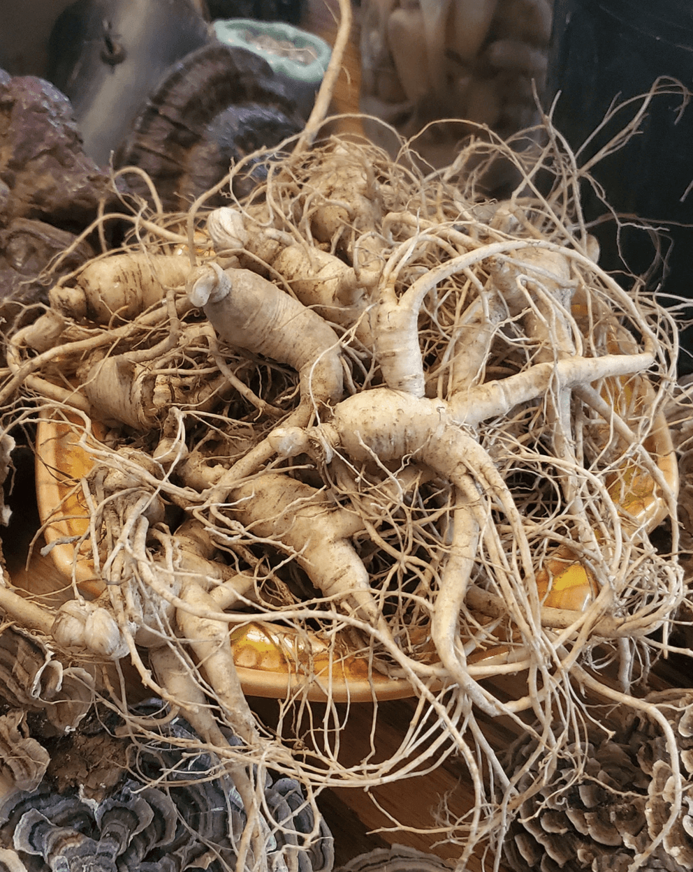 North American Ginseng Root Whole Dry (powdered on request) Native ...