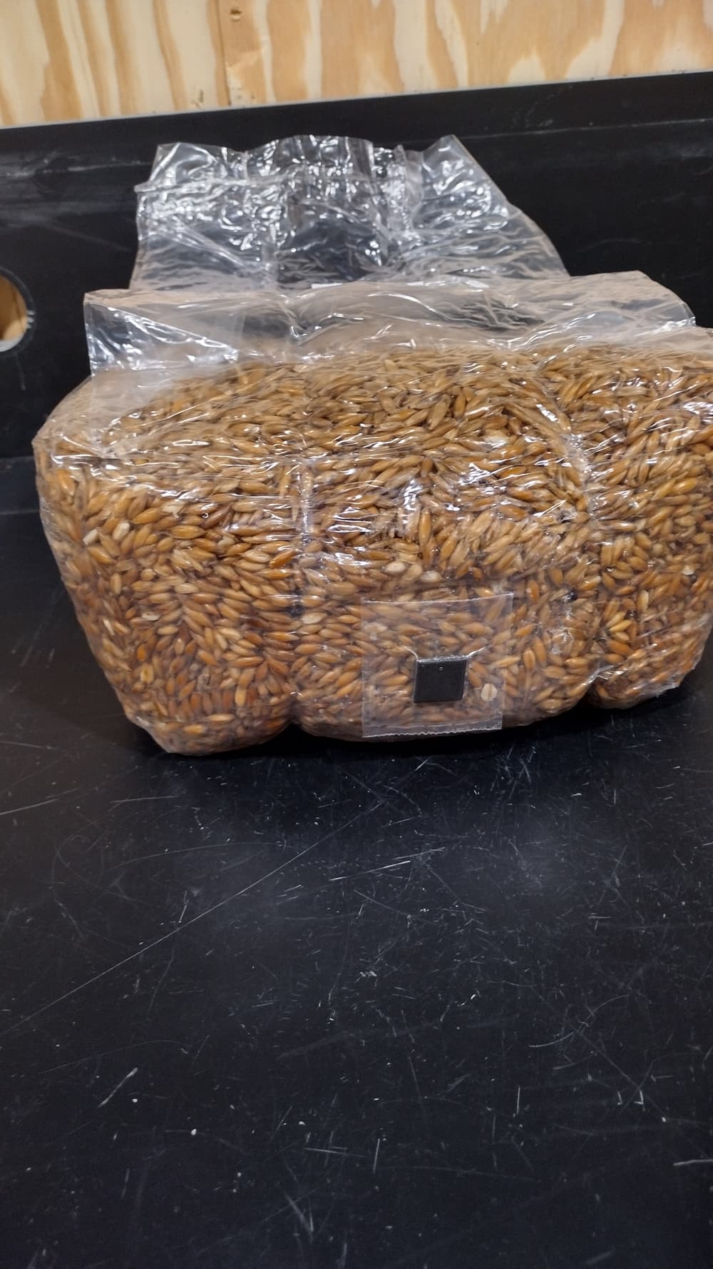 5lbs Sterilized Grain spawn - Buy Online | Foraged