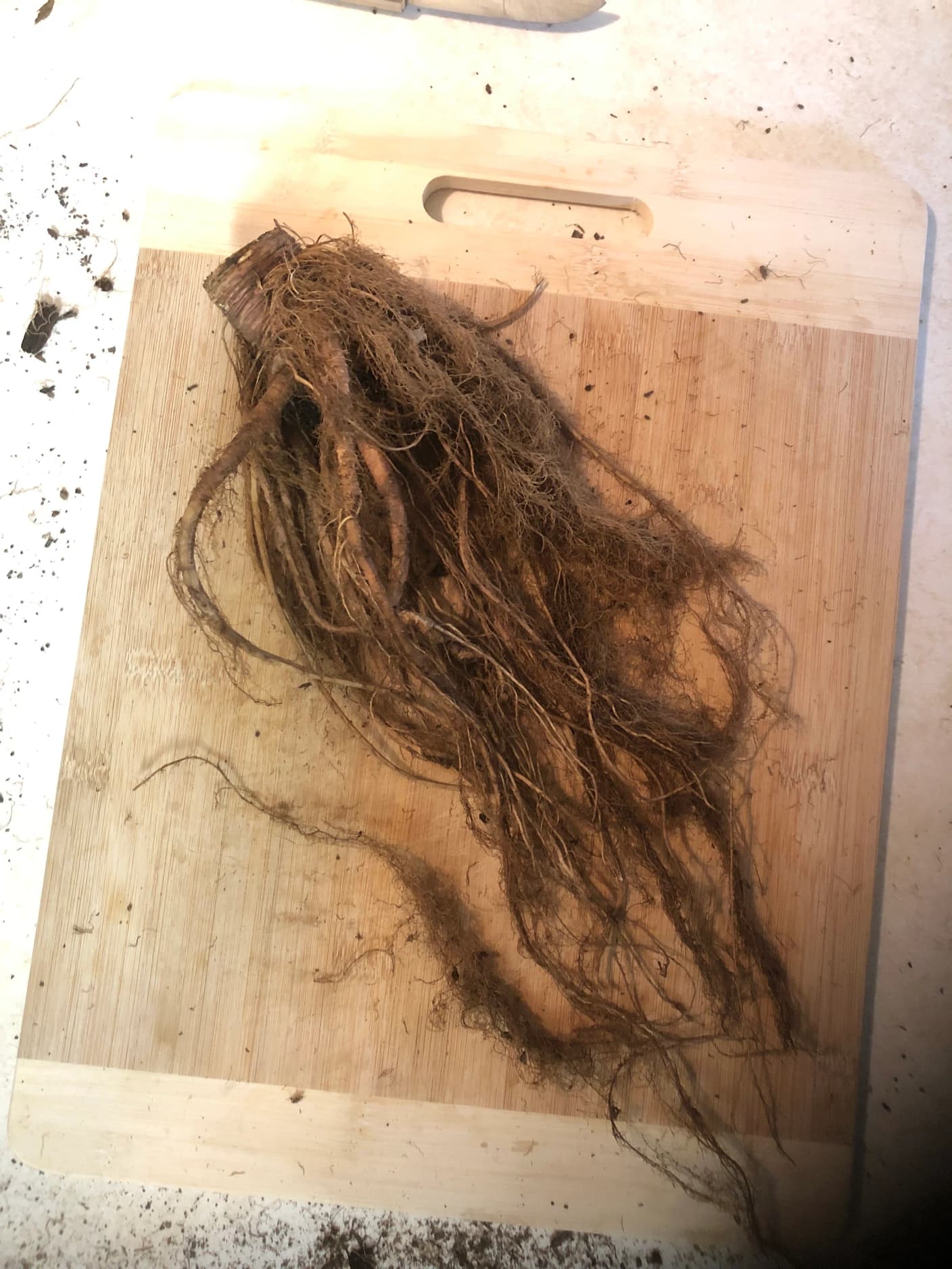angelica root- home grown, dried + tinctured - Buy Online | Foraged