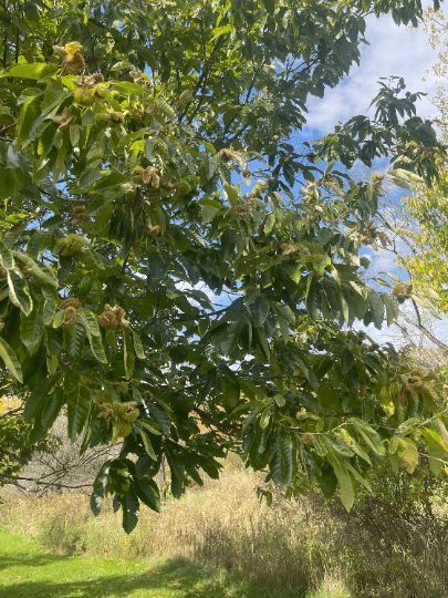 8oz Wild Foraged Organic Chinese Sweet Chestnuts | Hand gathered ...