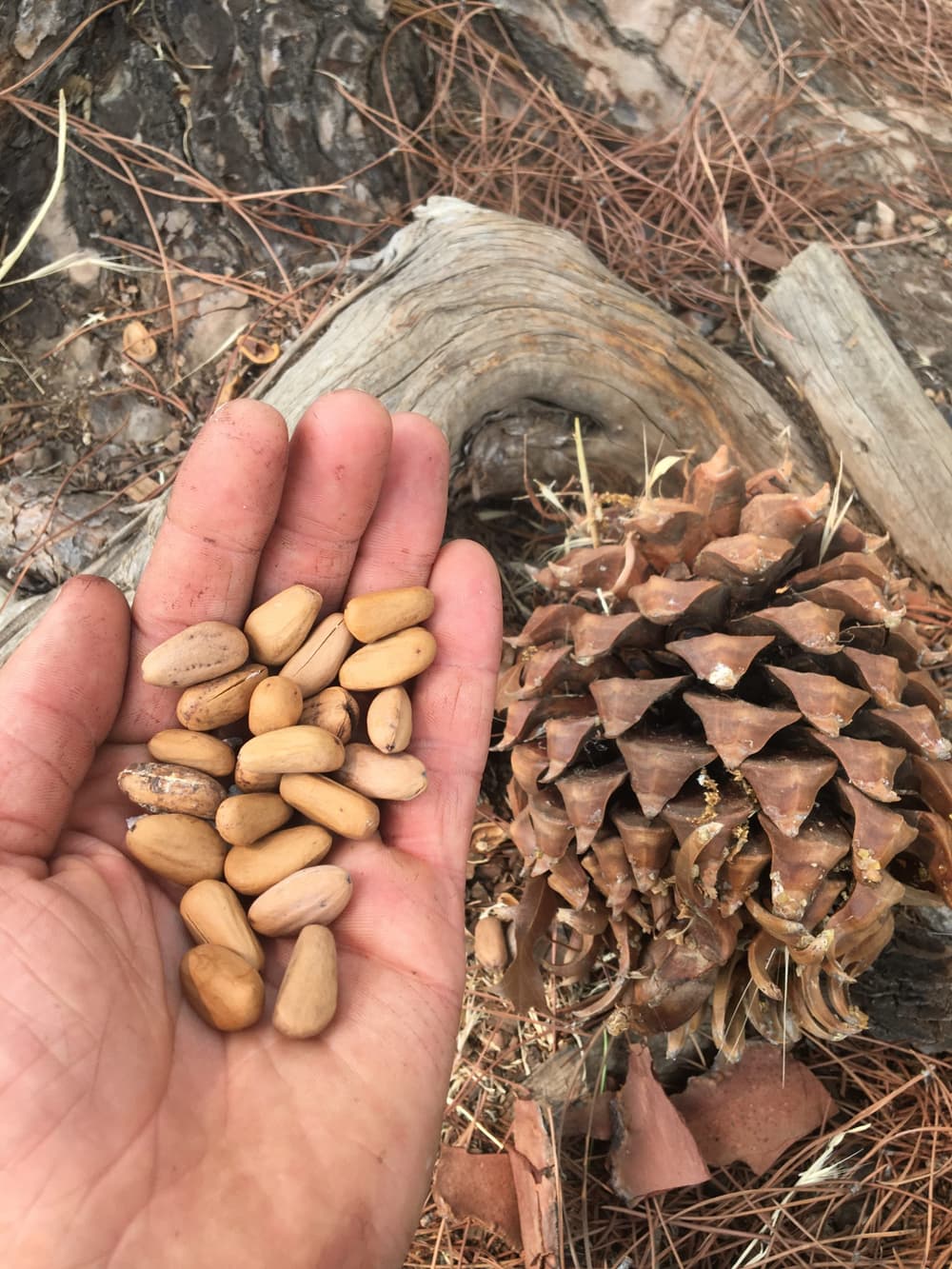 Grey Pine Nuts - Buy Online | Foraged