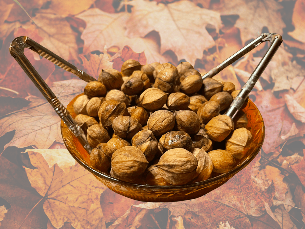 1 pound Wild Foraged Shagbark Hickory Nuts | Hand gathered | Woods ...