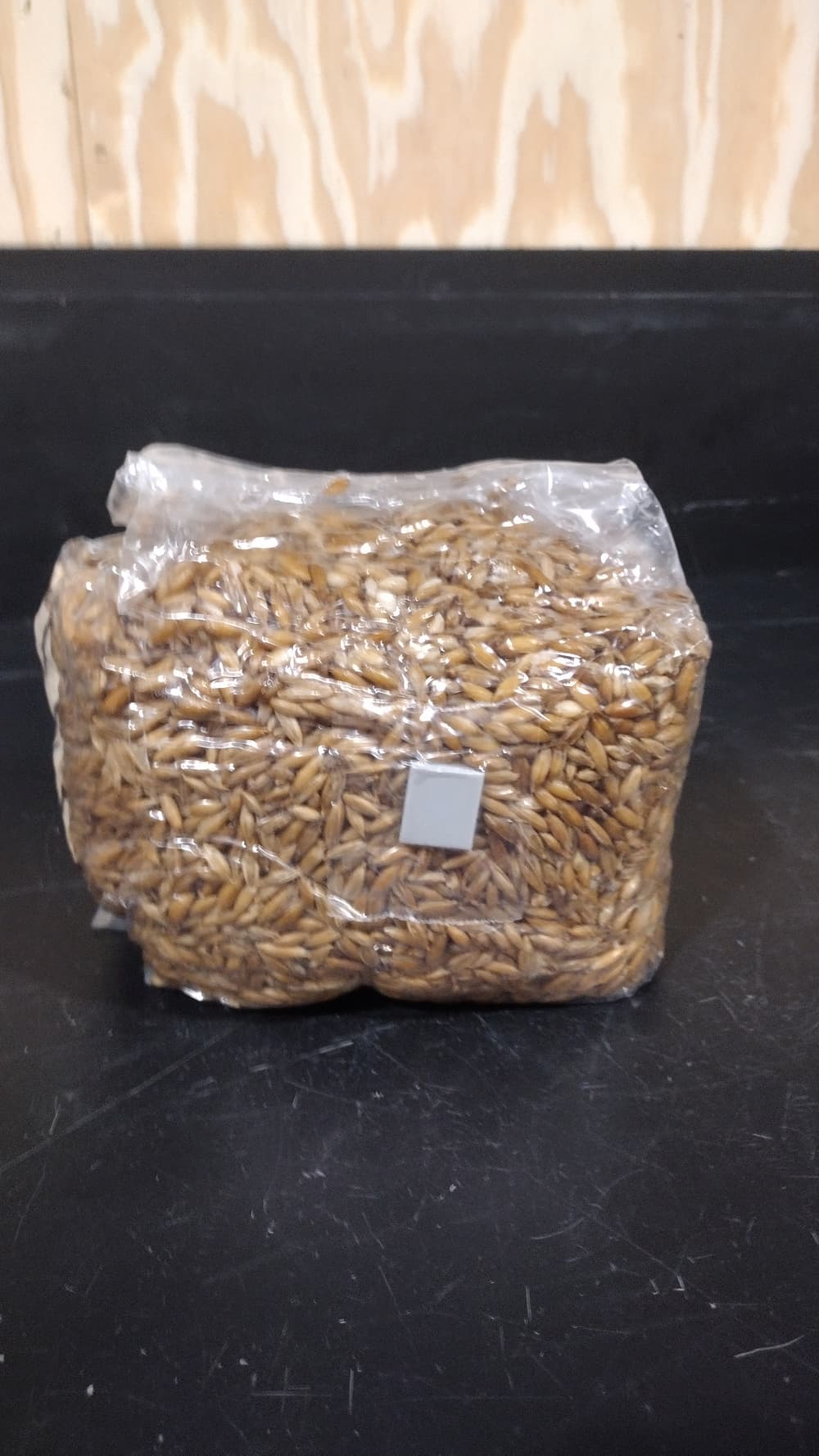 5lbs Sterilized Grain spawn - Buy Online | Foraged