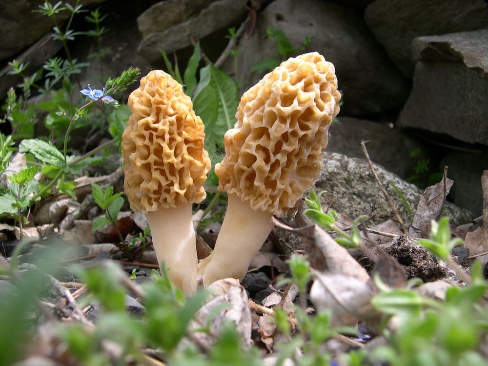 Morel Outdoor Mushroom Kit - Buy Online | Foraged