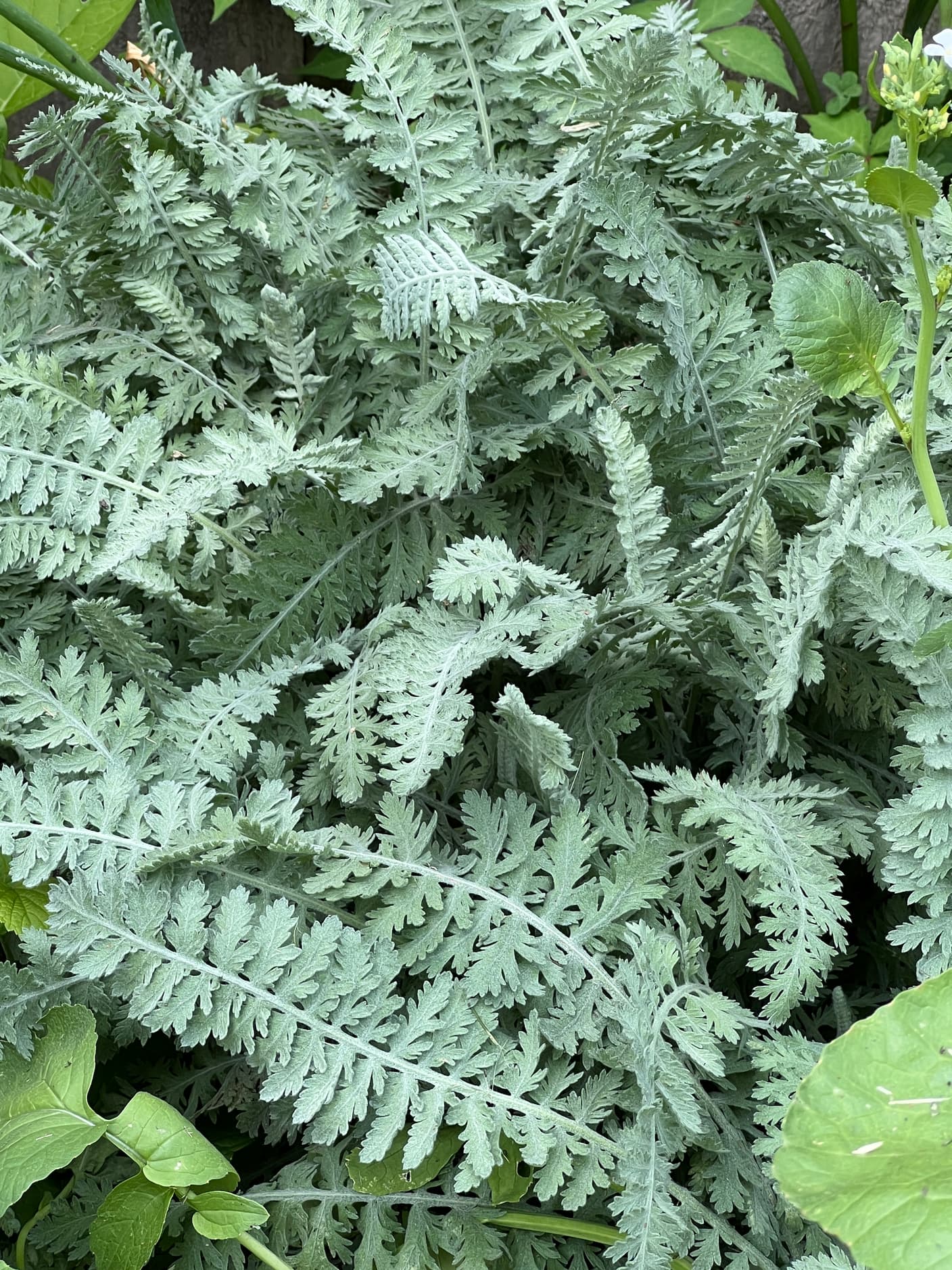 Yarrow Flower - *Fresh or Dried - Buy Online | Foraged
