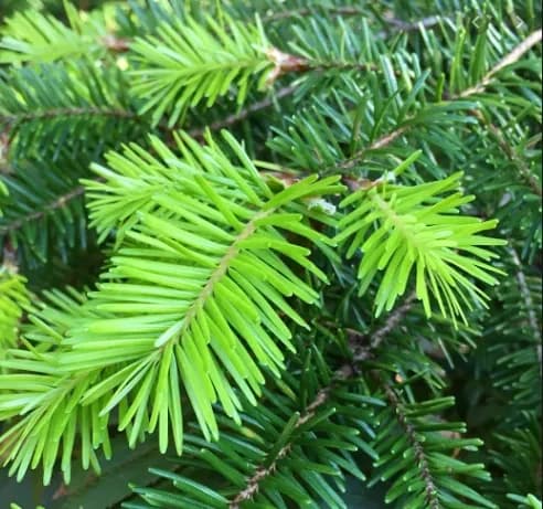 Fir Tips - Buy Online | Foraged