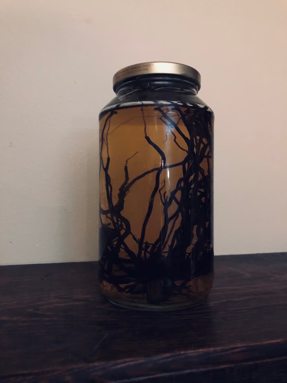 gravel root- tinctured fresh wild foraged - Foraged