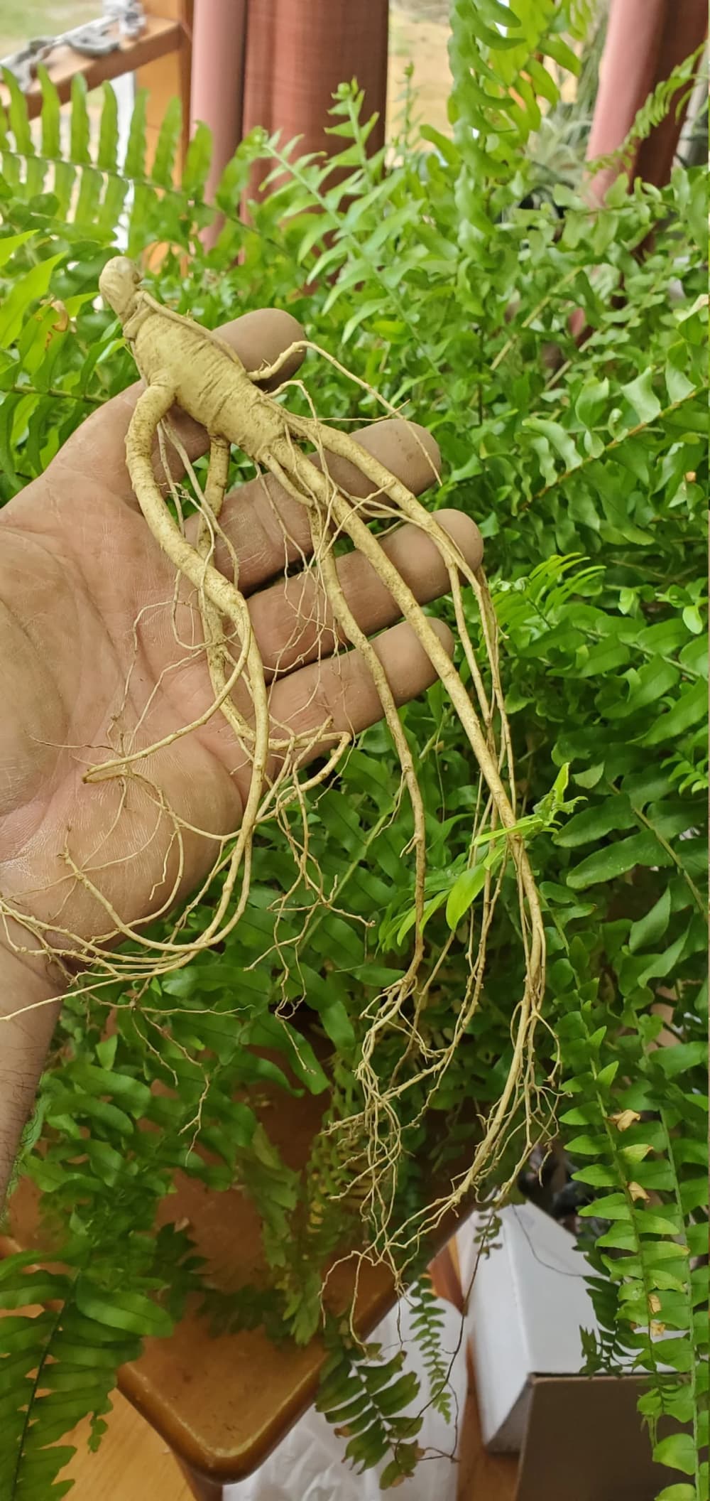 Live American Ginseng Rootlets Dormant 3-4 year old GROW YOU OWN! - Buy ...