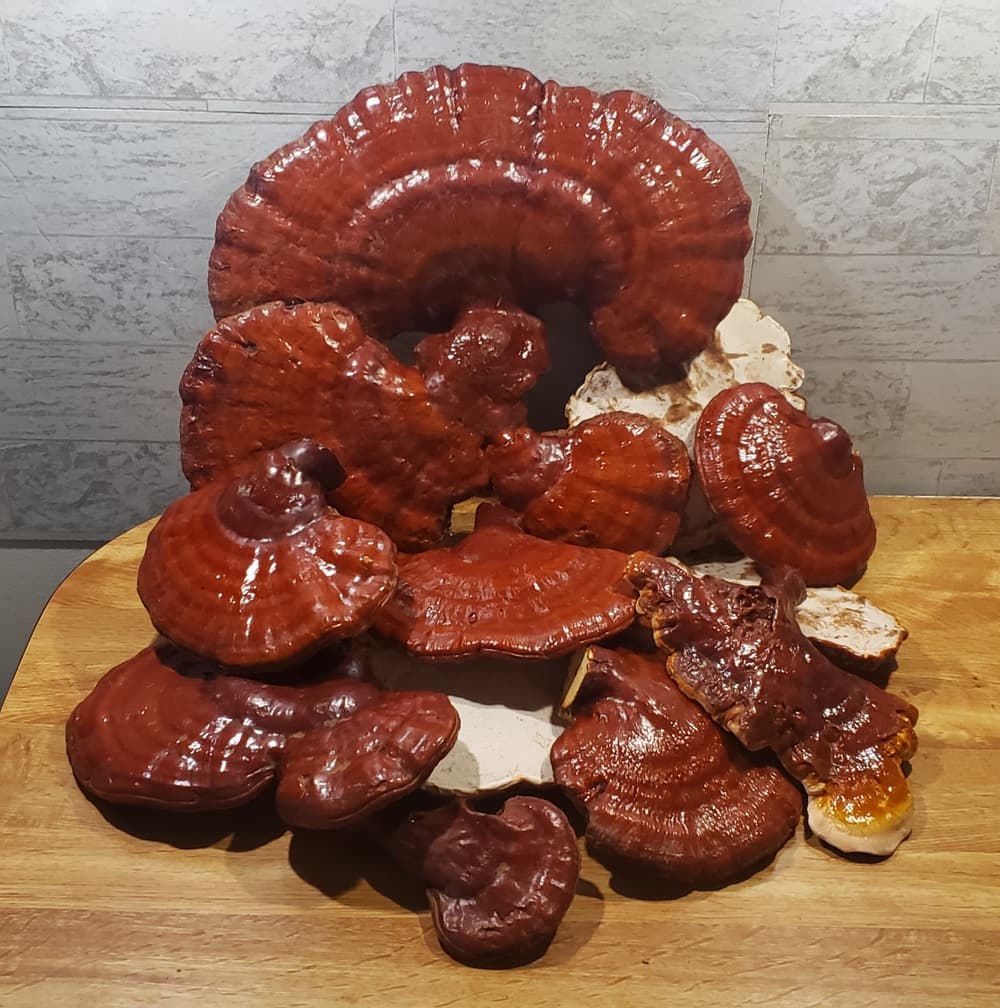 Dried Wild Reishi - 1/2 Pound - Mushroom of Immortality - FREE SHIPPING ...