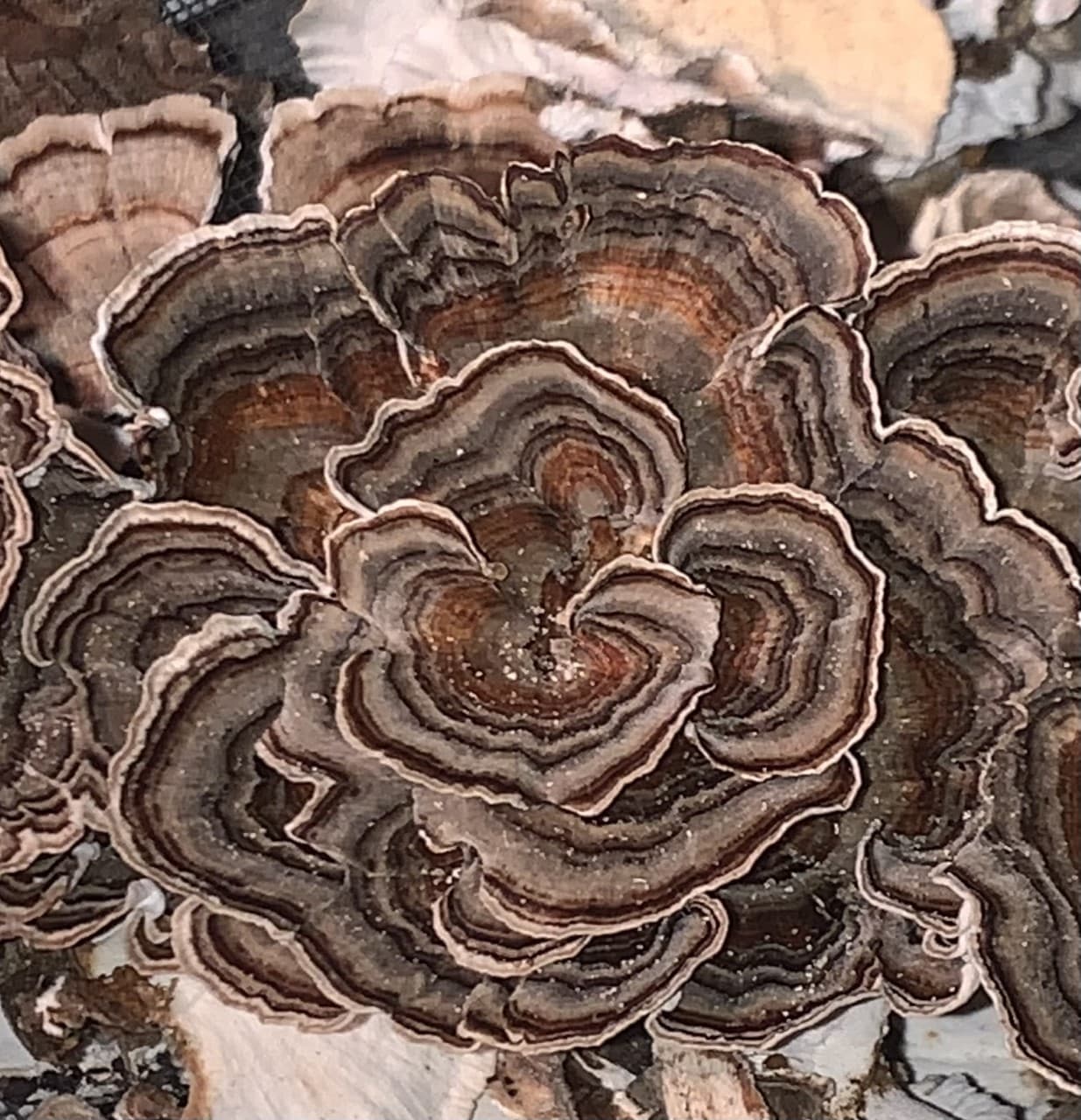 Wild Foraged Turkey Tail-Ground - Buy Online | Foraged