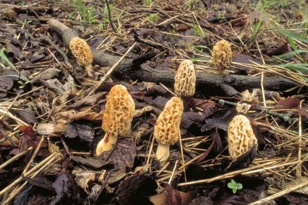 Morel Outdoor Mushroom Kit - Buy Online | Foraged
