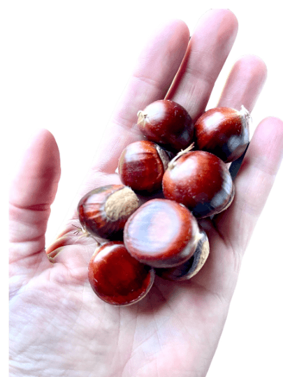 8oz Wild Foraged Organic Chinese Sweet Chestnuts | Hand gathered ...