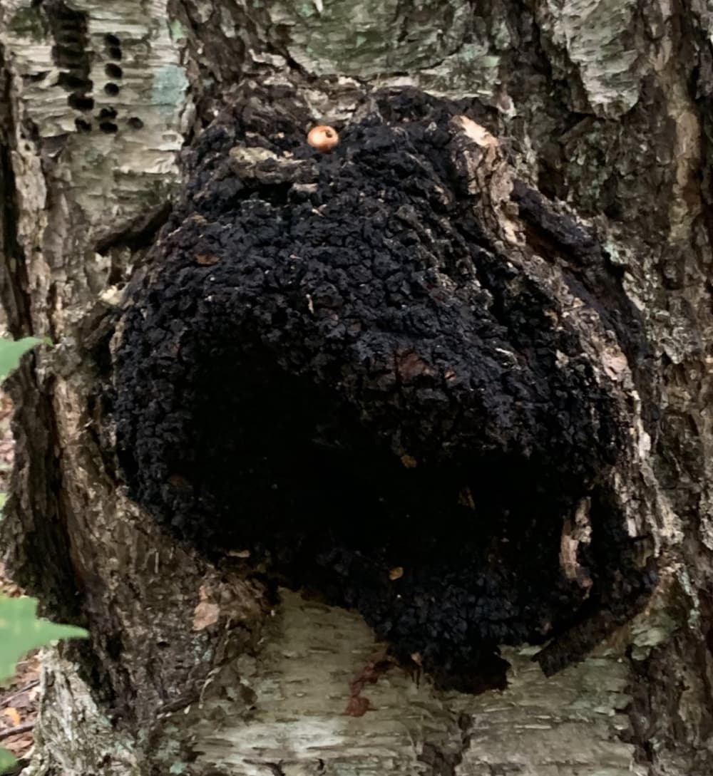 Wild Foraged Chaga Chunks - Buy Online | Foraged