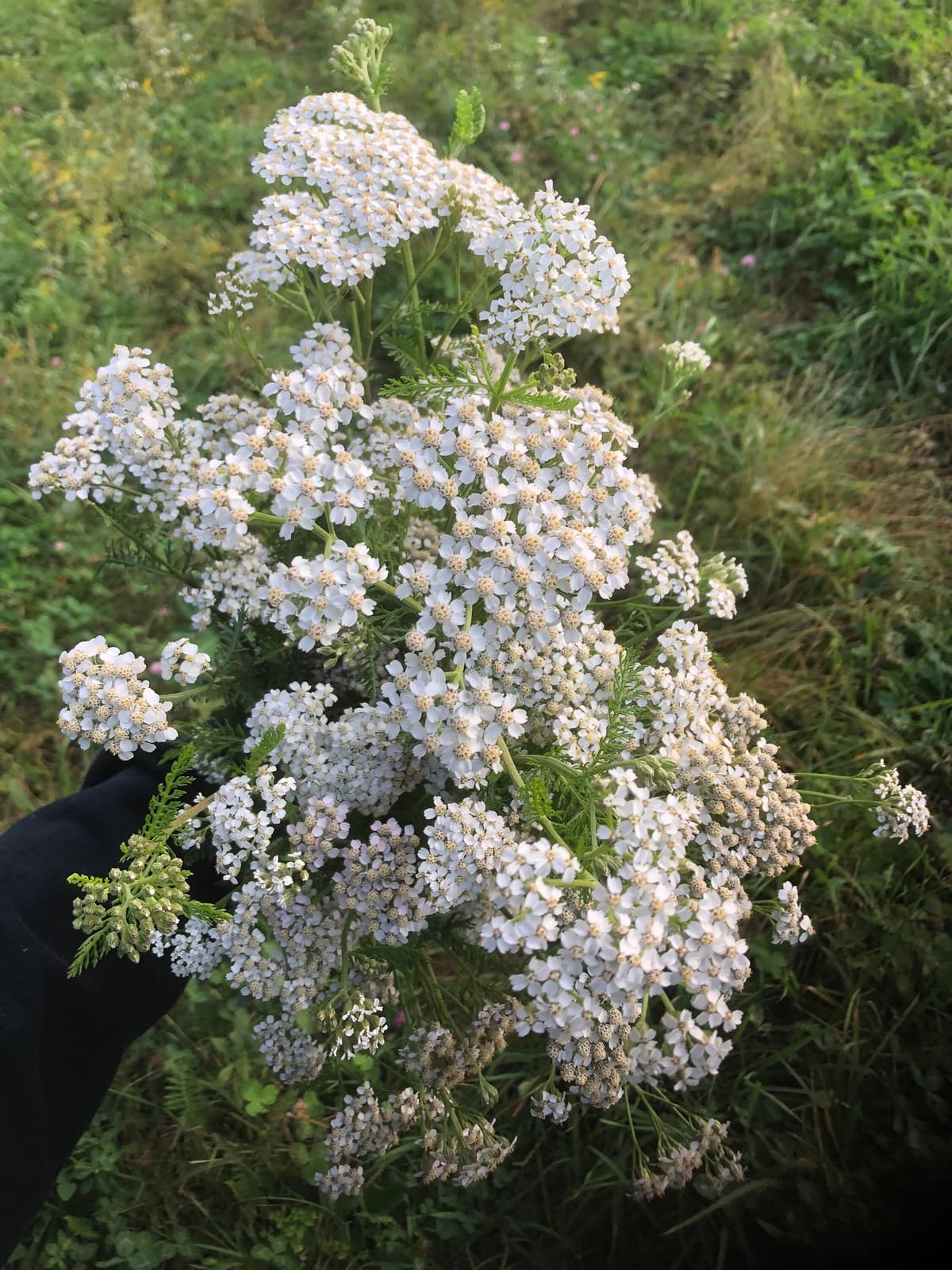 daily detox tincture- fresh + wild yarrow, stinging nettle, cleavers ...