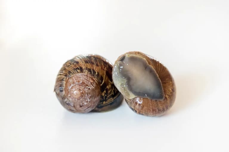 Escargot In Shell - 4 dozen (48 pcs) - Fresh - Buy Online | Foraged