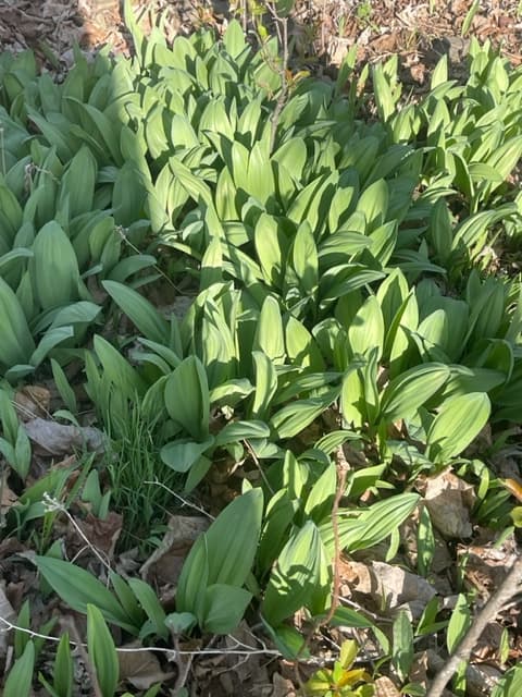 Wild Foraged Ramp Salt | Sustainably Harvested | 2 oz | Allium ...