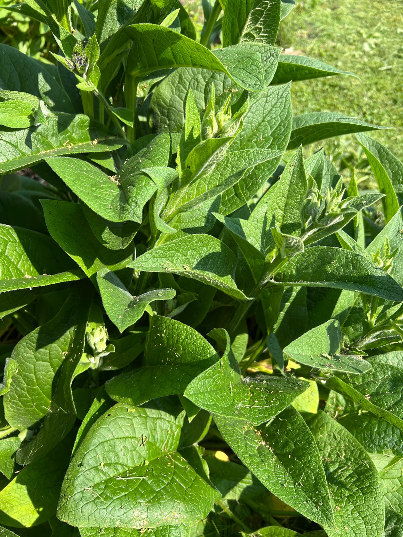 Common Comfrey, Fresh. Whole, leaves, flowers, on stalk - Buy Online ...