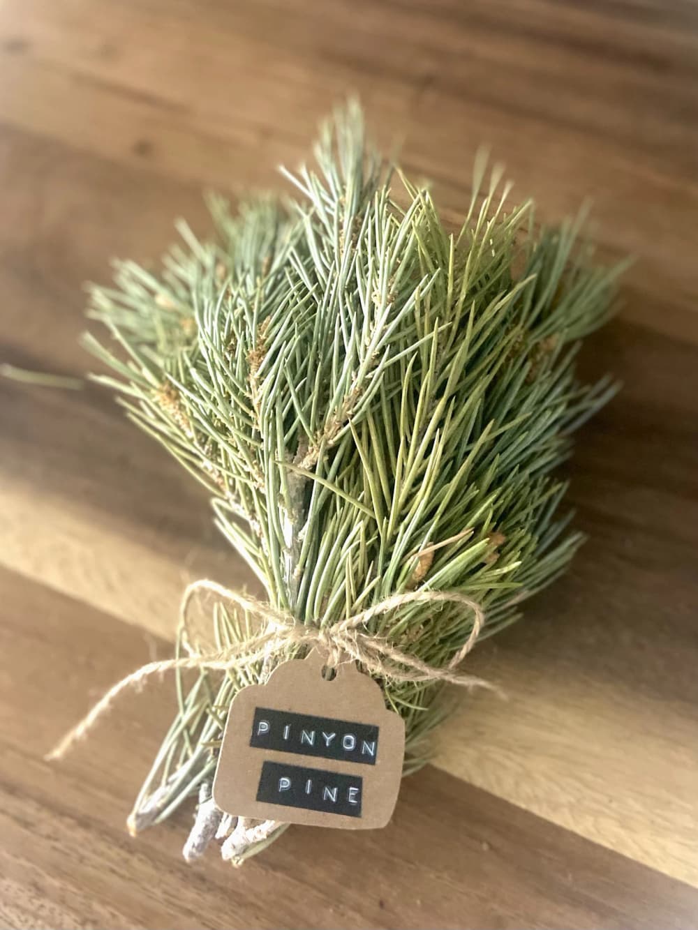 8 oz Wild Foraged Fresh Cut Singleleaf Pinyon Pine (Pinus monophylla ...